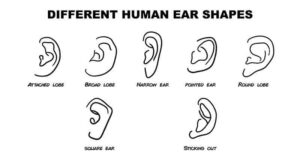 what ear shape says about you